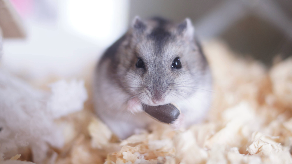 Stressed hamster problem? Our vet explains how to help them | PetsRadar