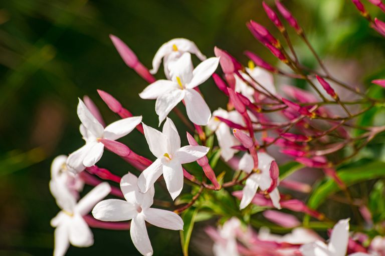 How to grow jasmine | Homes and Gardens