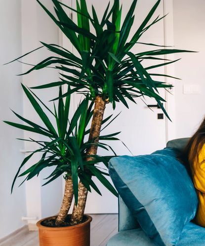 Yucca plant care according to an indoor plant expert | Homes and Gardens
