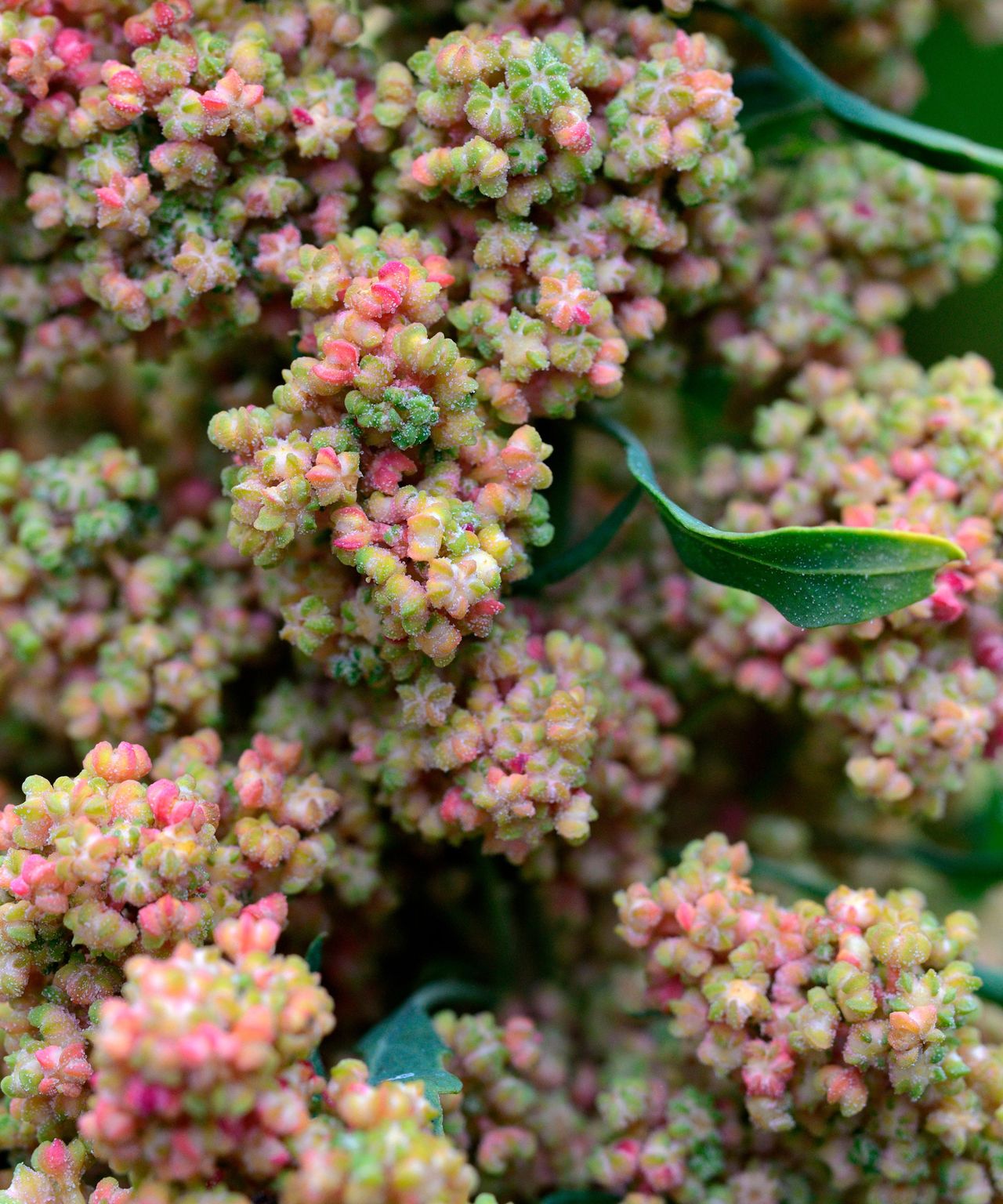 How to grow quinoa – expert tips for this useful supergrain | Homes and ...