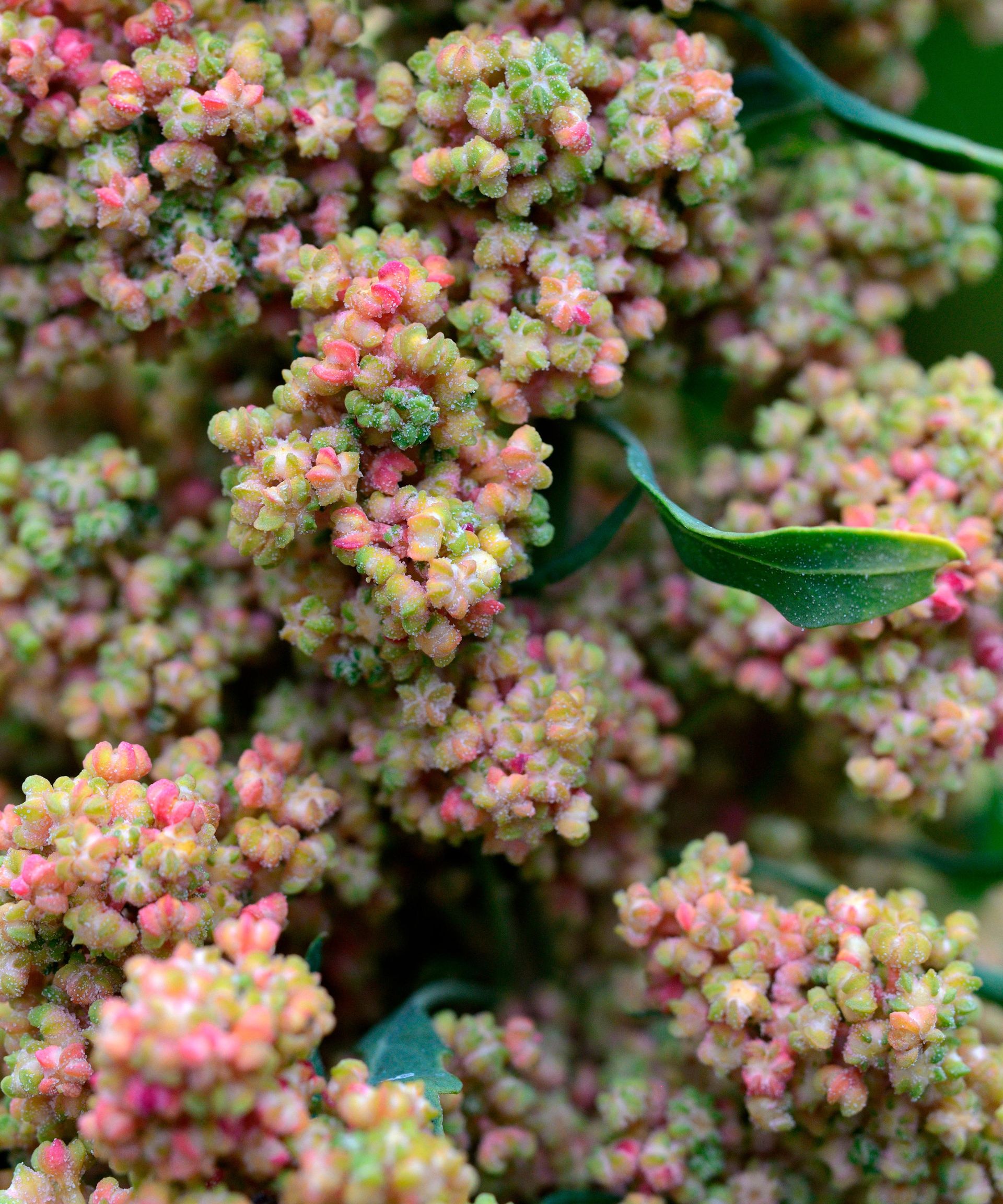 How to grow quinoa – expert tips for this useful supergrain | Homes and ...