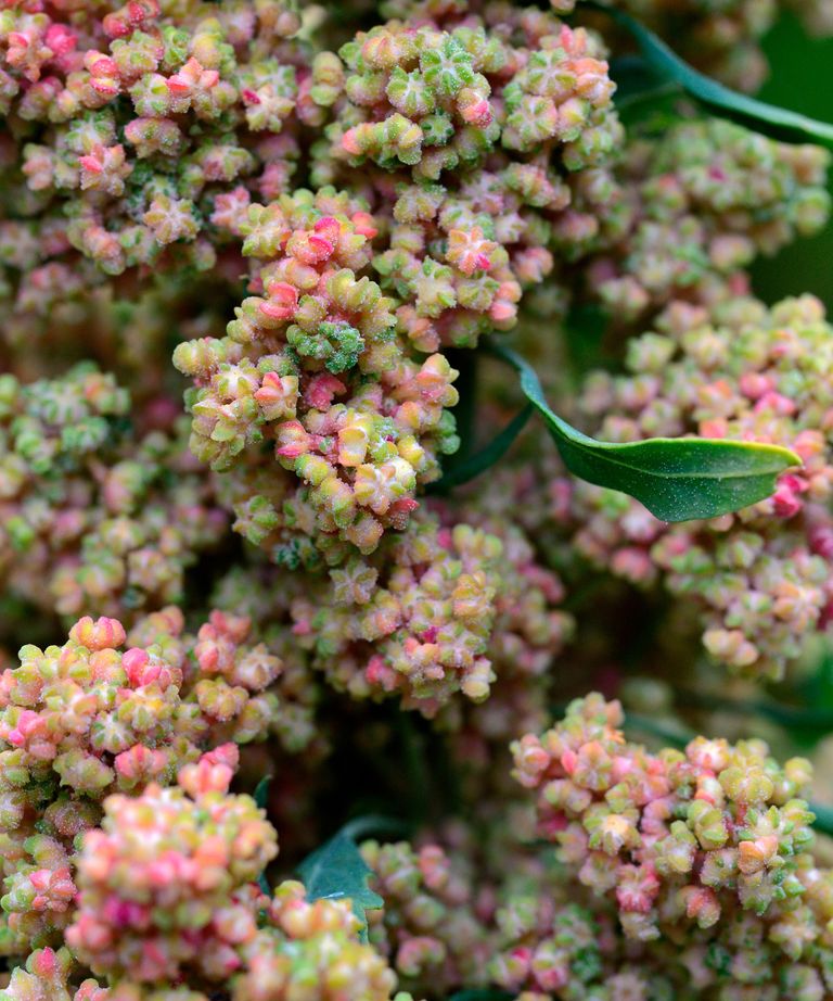 How to grow quinoa – expert tips for this useful supergrain | Homes and ...