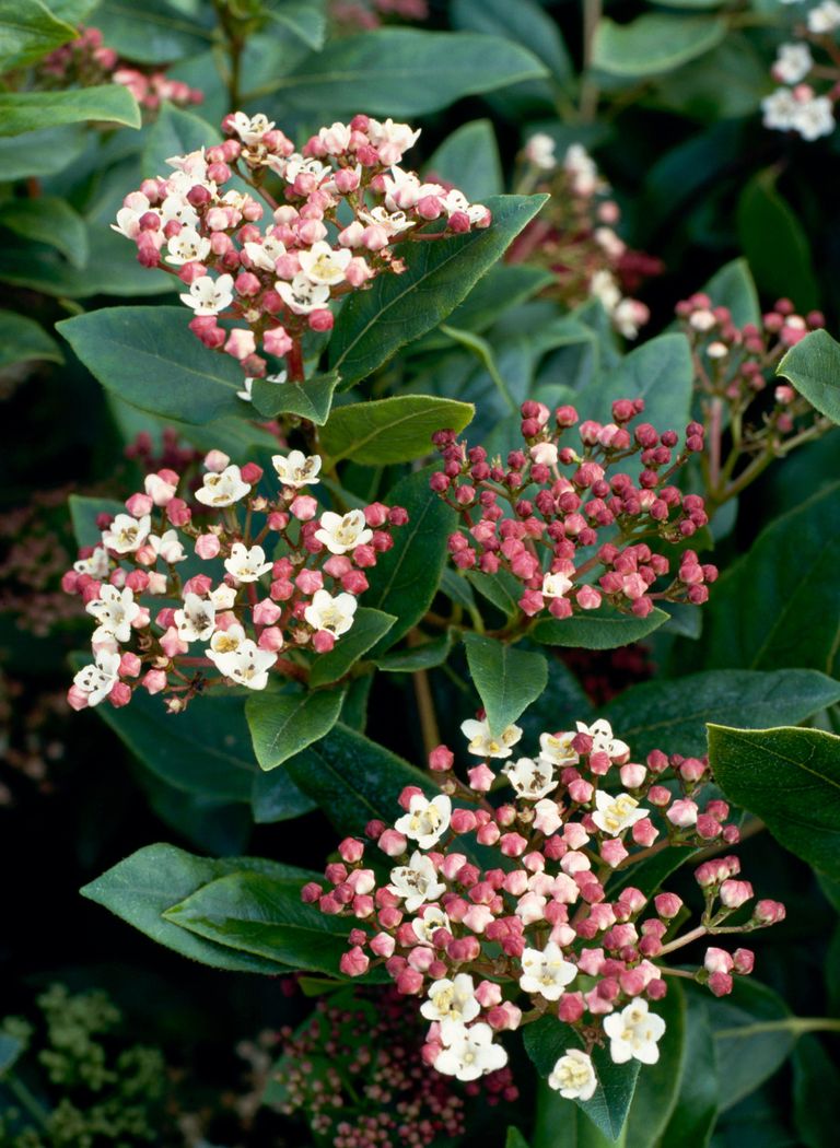 How to grow viburnum: add colour, fragrance and fabulous foliage ...