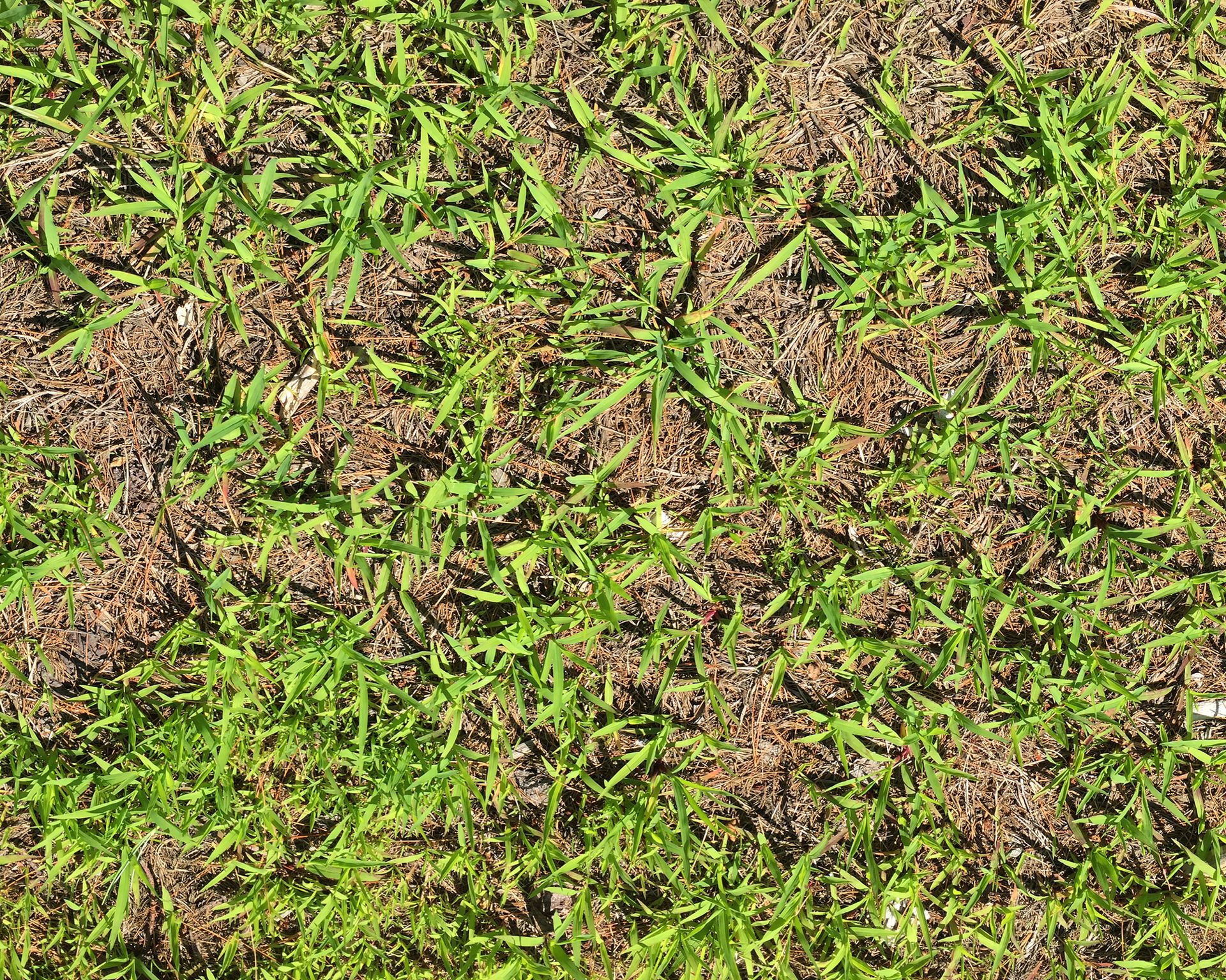Crabgrass vs quackgrass: top tip for telling these lawn invaders apart ...