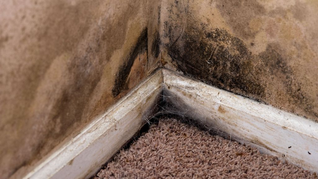 Mould removal: The best ways to get rid of mould for good | Homebuilding