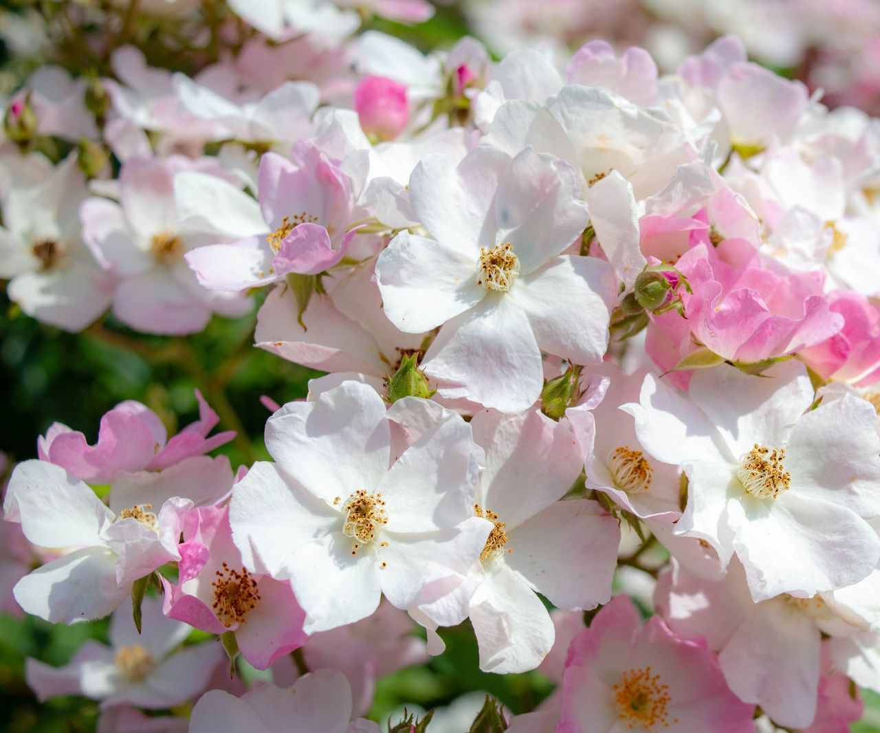 How to grow dog roses: an expert guide to growing dog roses | Homes and ...
