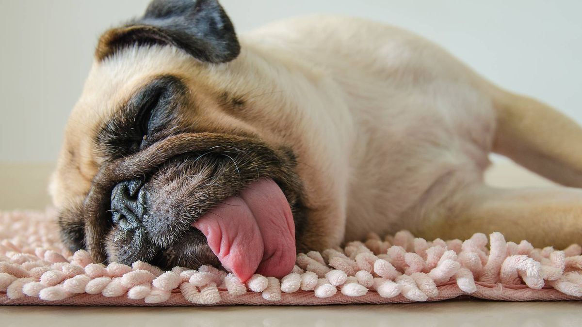 Benadryl for dogs: Vet’s guide to dosage, uses and side effects | PetsRadar