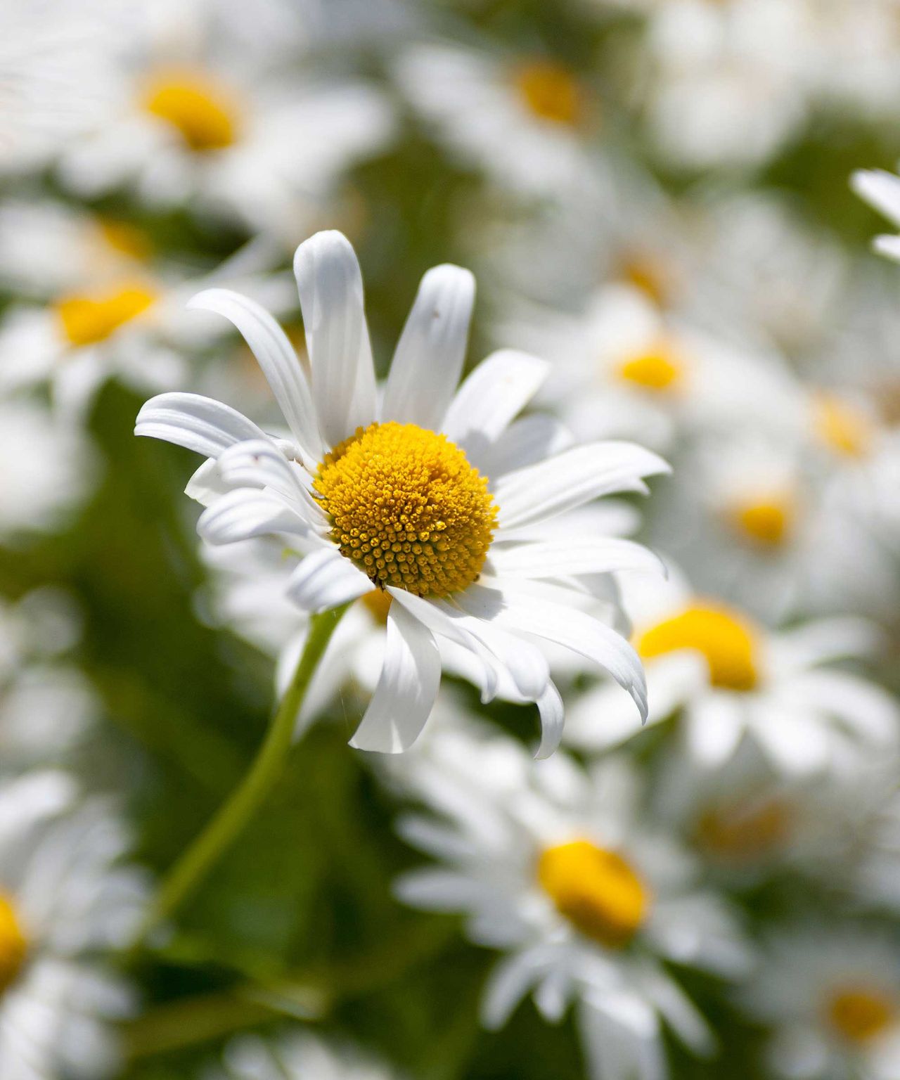 When to cut back daisies: tips for pruning shasta daisies | Homes and ...
