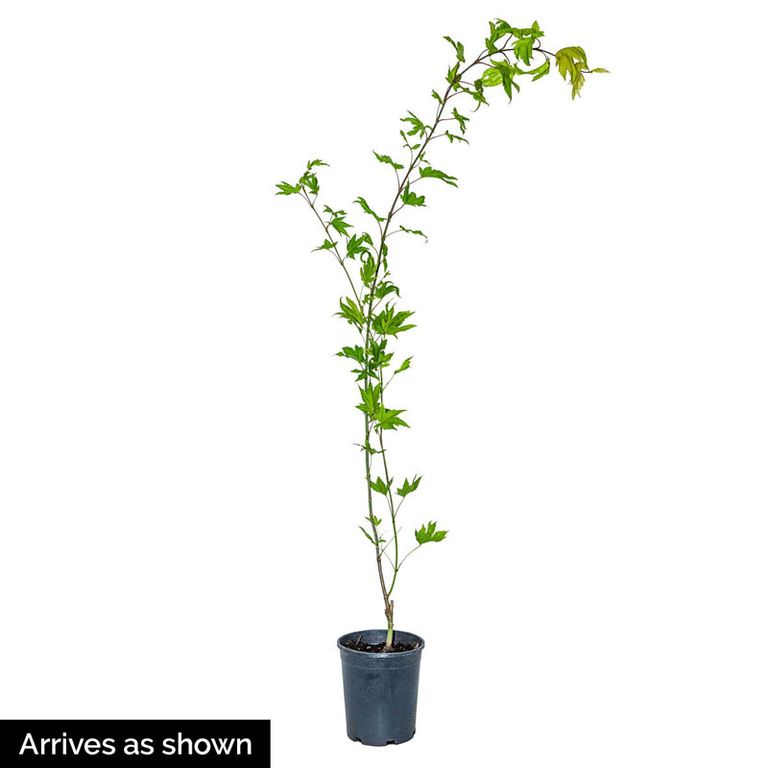 5 plants that will date your front yard | Livingetc