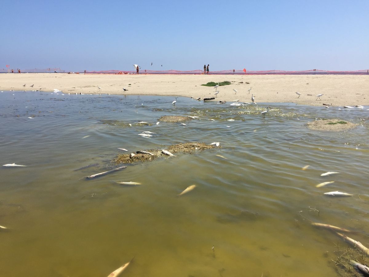 Extreme Heat Likely Cooked 2,000 Fish to Death in Malibu Lagoon | Live ...