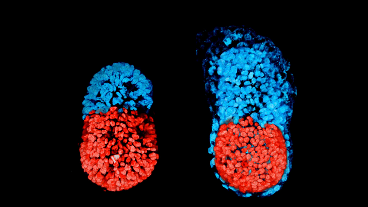 An artificial mouse embryo has been created from stem cells | TechRadar