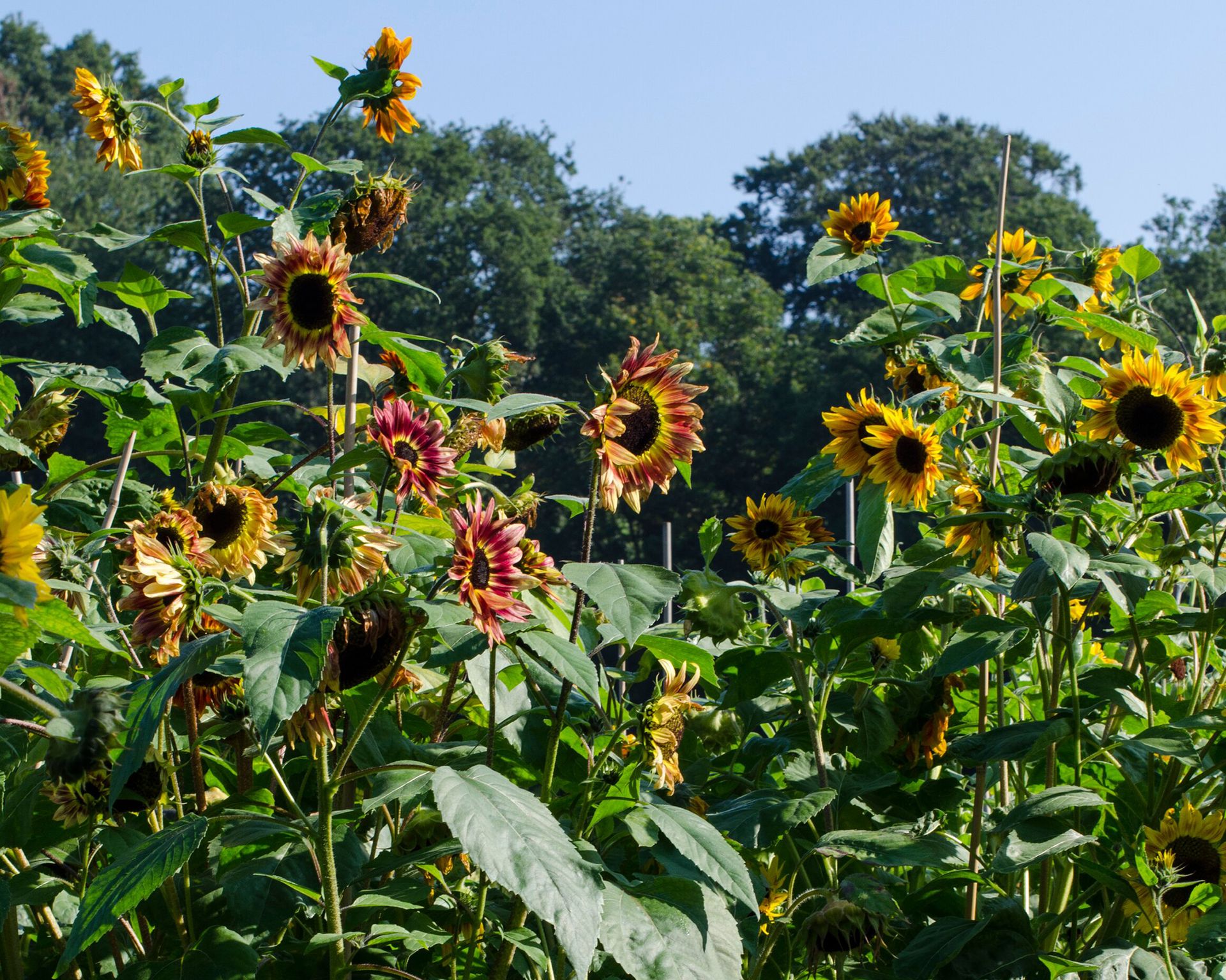 How to grow sunflowers – a step-by-step guide | Homes and Gardens