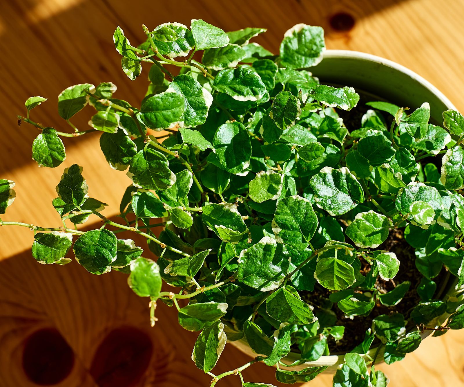 Best terrarium plants – 10 top choices from the experts | Homes and Gardens