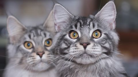 20 independent cat breeds who are happy doing their own thing | PetsRadar
