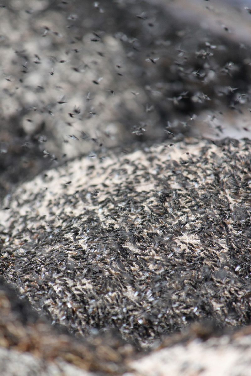 Gallery: Rainbow of Life in Great Salt Lake | Extremophiles: Page 2 ...
