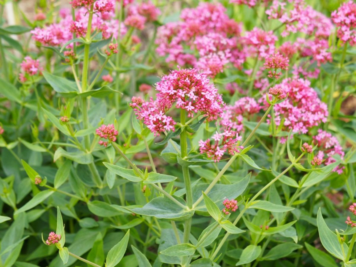 Growing Red Valerian Plants: Information On The Care of Ceranthus ...