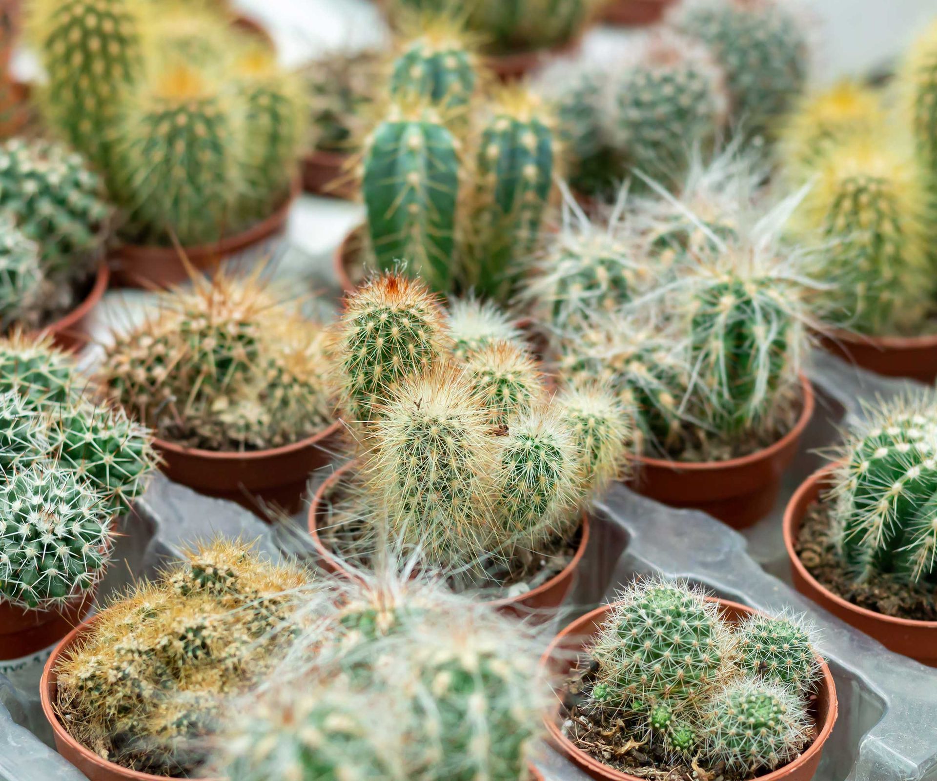 How to make your own cactus potting mix: a DIY recipe | Homes and Gardens