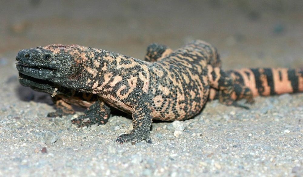 Gila Monster Photos: The Sluggish and Scaly Sweethearts of the American ...
