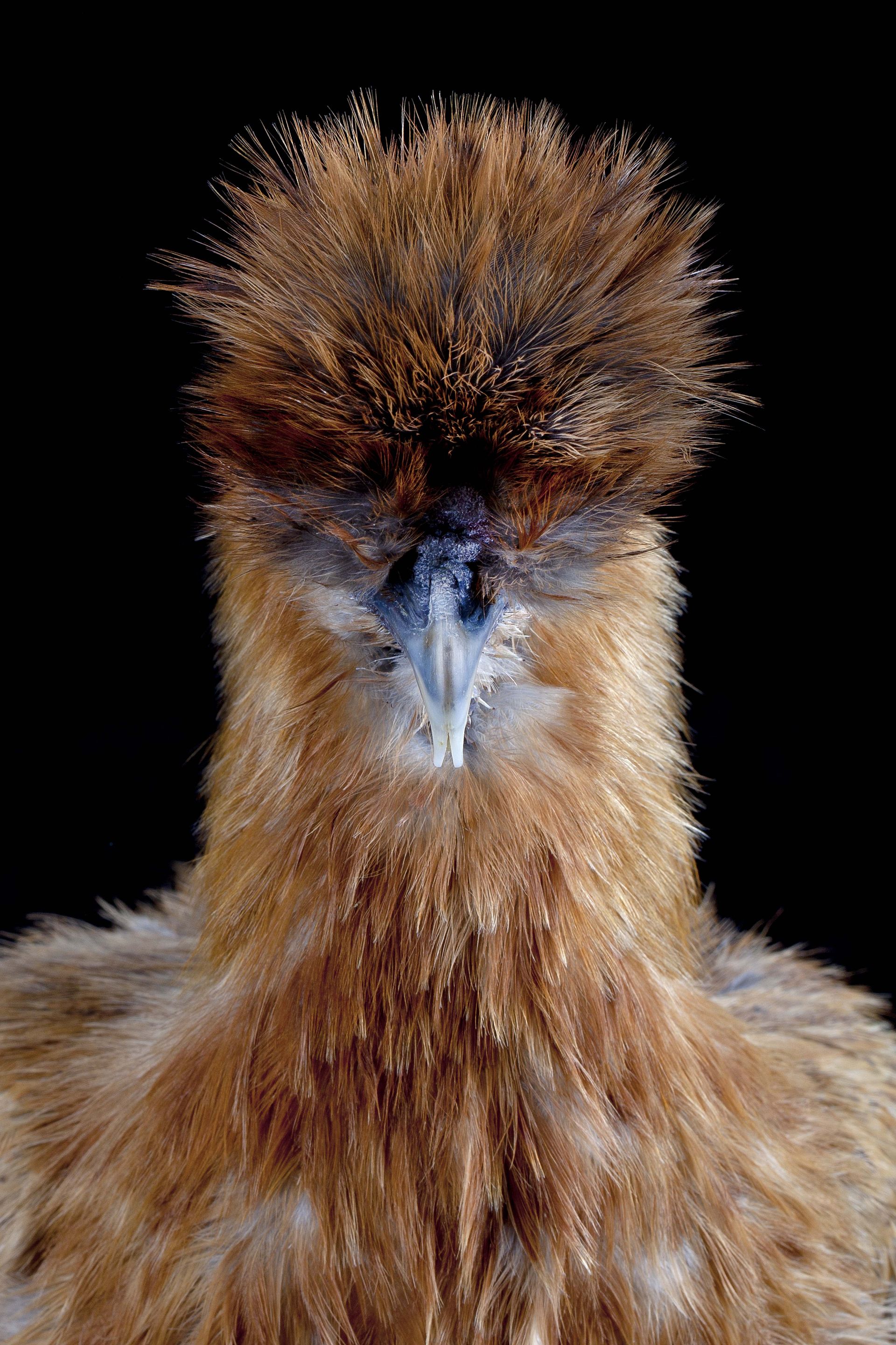 The pomp and circumstance of chickens | The Week