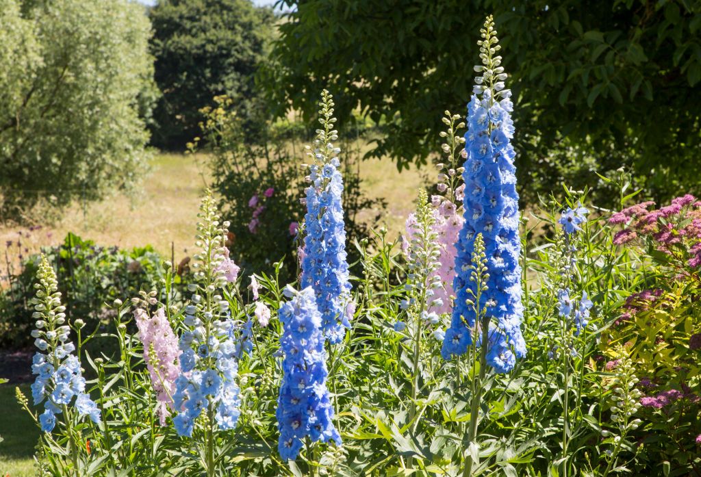 How To Grow Delphiniums Add These Showstoppers To Your Plot Gardeningetc