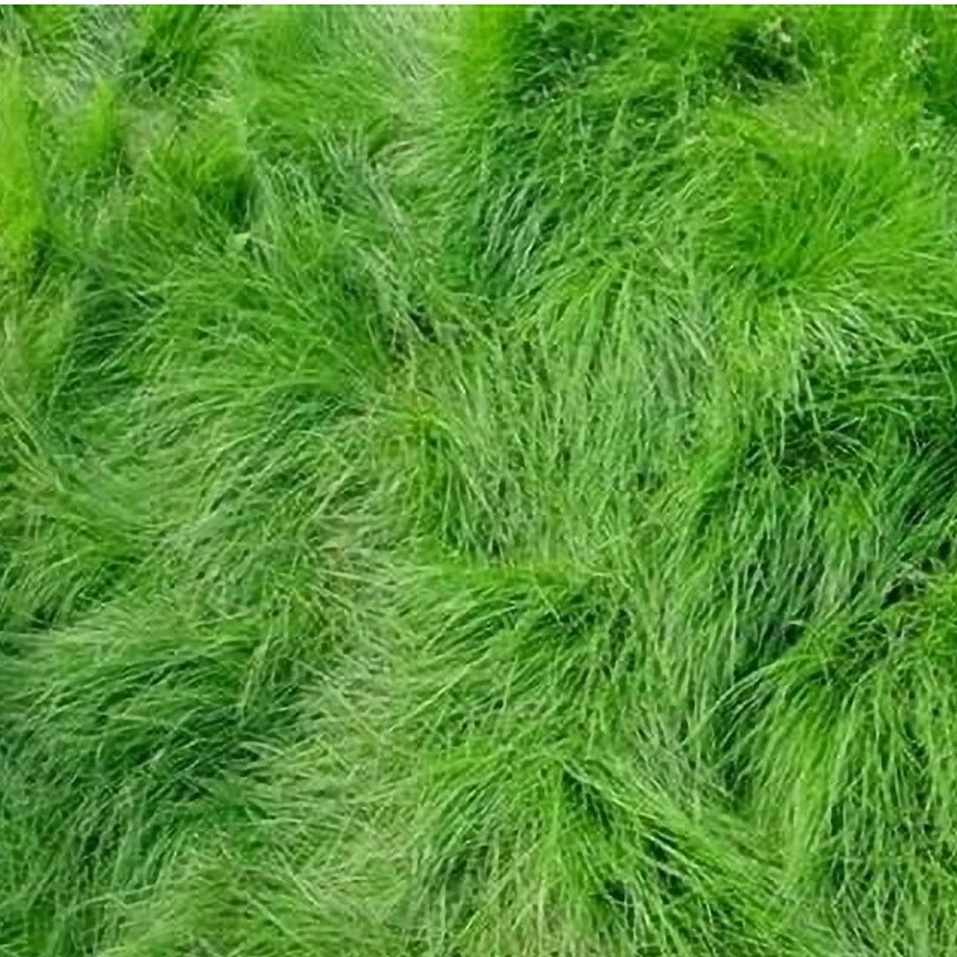 5 Drought-Tolerant Lawn Grasses That Thrive In Dry Conditions | Livingetc