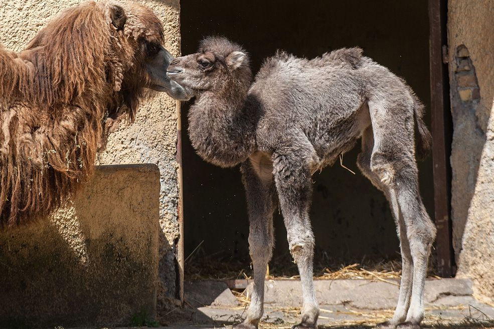 Meet the cutest zoo animals born in 2013 | The Week