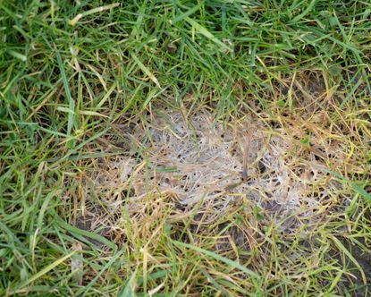 Snow mold: how to prevent this common winter lawn problem | Gardeningetc