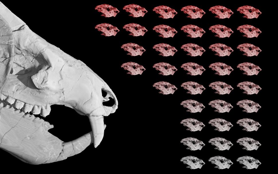 38 Baby Skulls of Weird Jurassic-Era Mammal Relative Found | Live Science