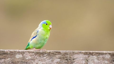 32 types of pet birds you might want to consider | PetsRadar