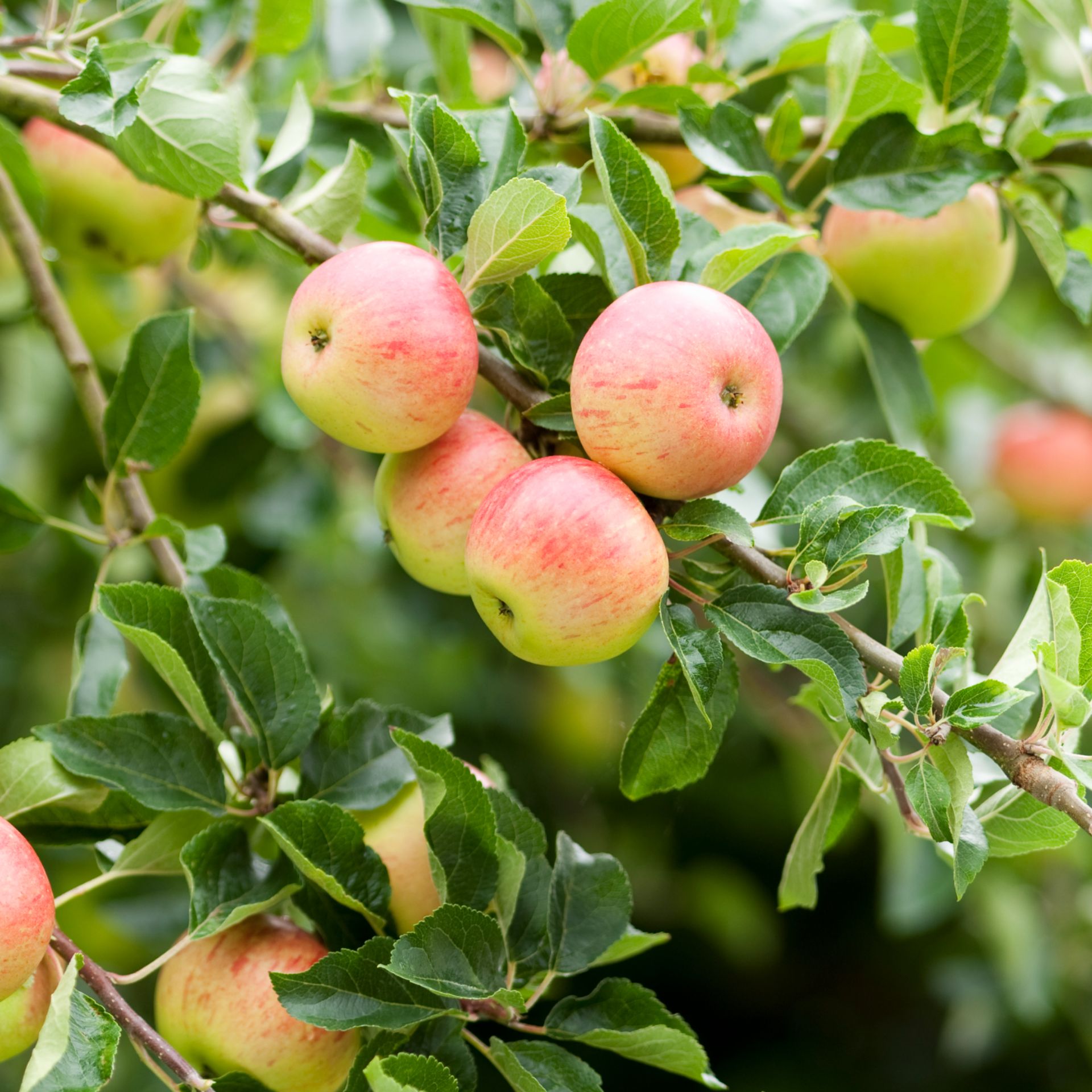 When to prune apple trees — you'll need to act fast | Ideal Home