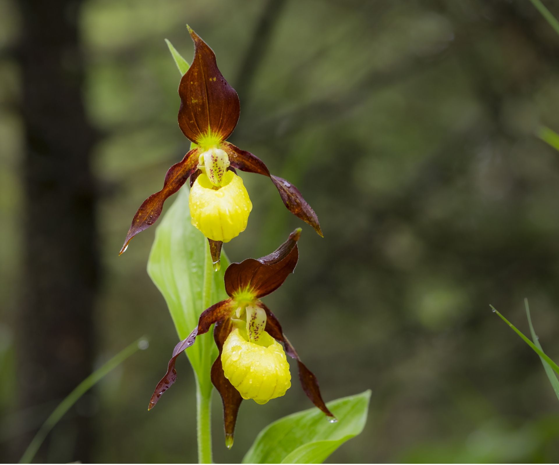 Easiest orchids to grow: 5 varieties you can't kill | Homes and Gardens