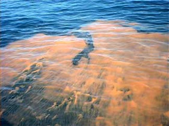 'Red Tide' Turns Gulf of Mexico Rust-Colored | Live Science
