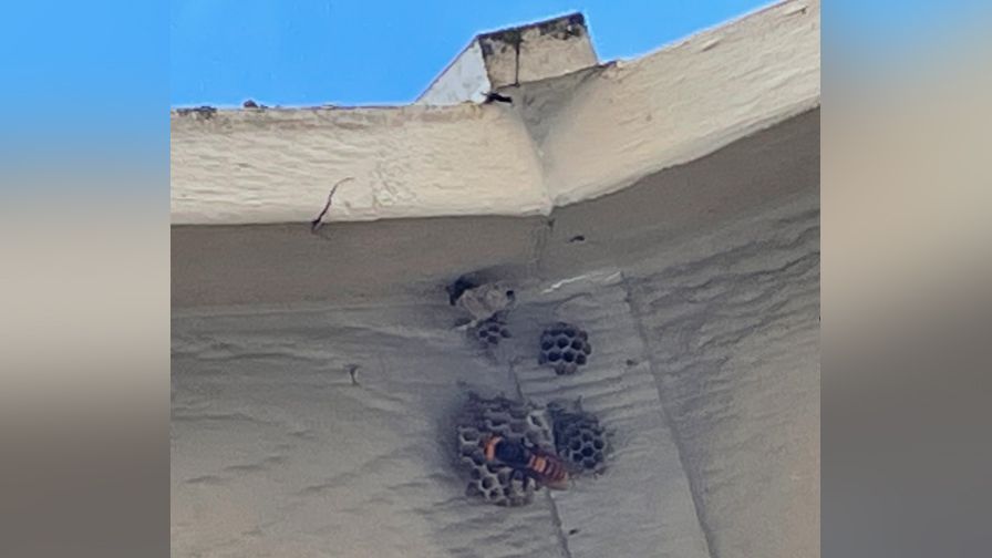 Invasive 'murder hornets' are officially back in the US | Live Science