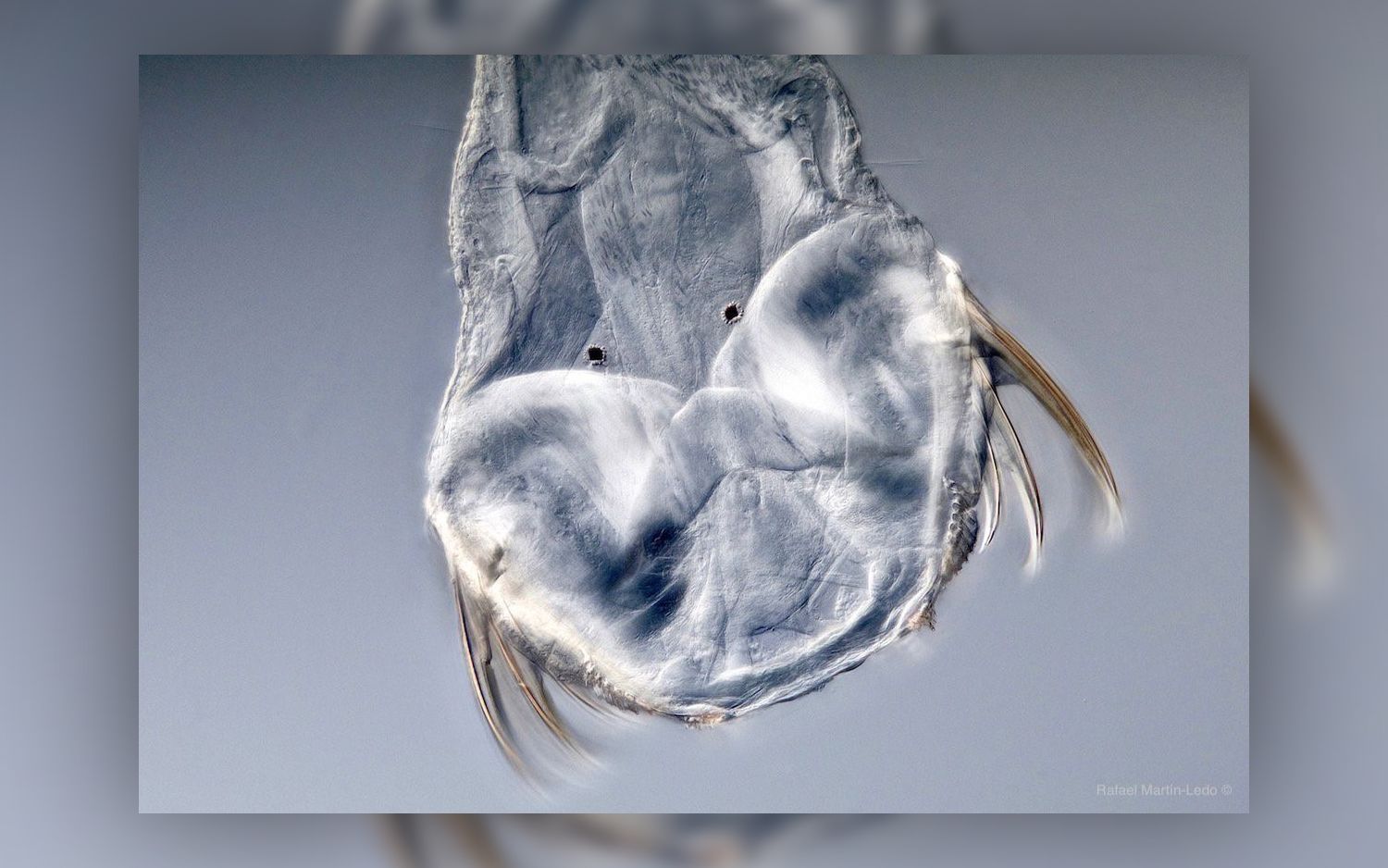 Scientists Finally Solve Mystery of Tiny, Ancient Worm’s 'Mismatched ...