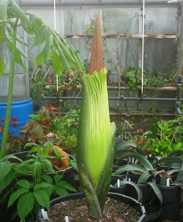 A Corpse Flower Blooms | Live Science