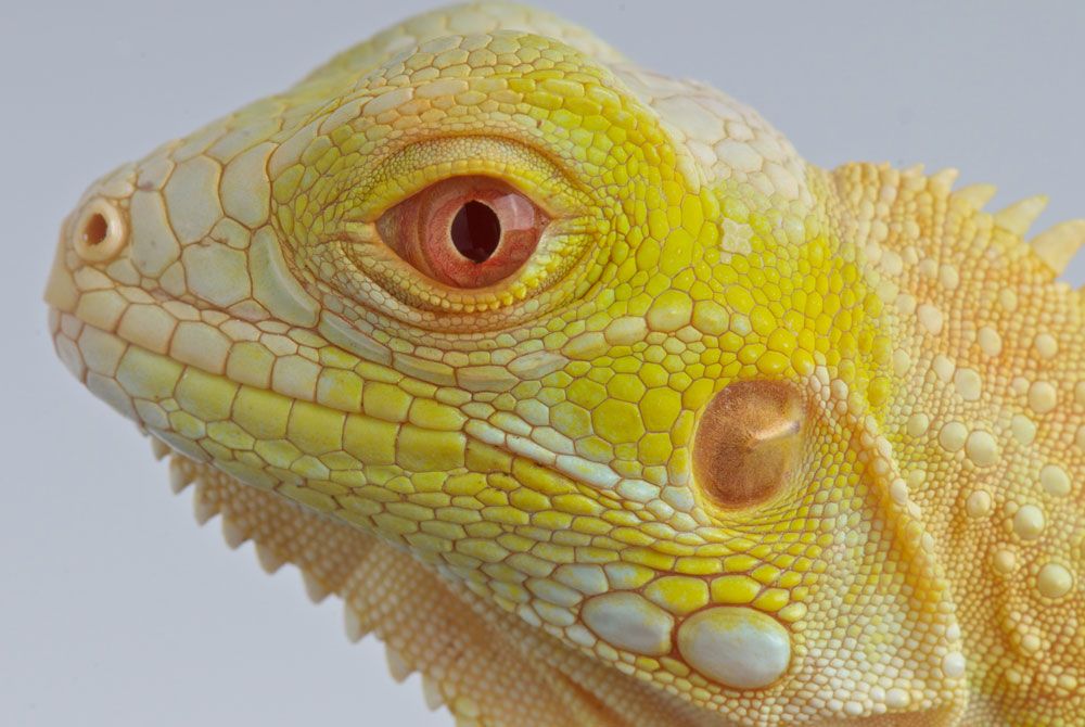 The pink and white album: Amazing albino animals: Page 2 | Live Science