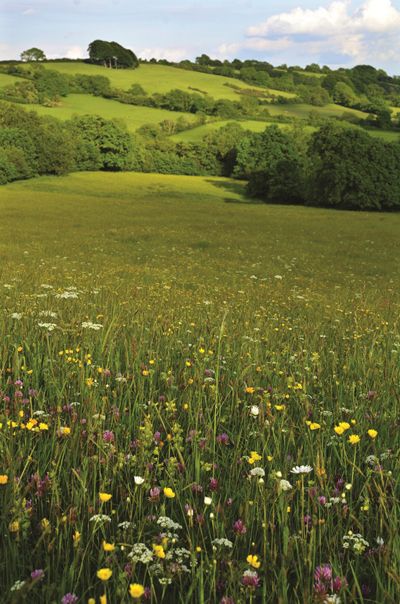 12 top wildflower meadows to visit | Country Life