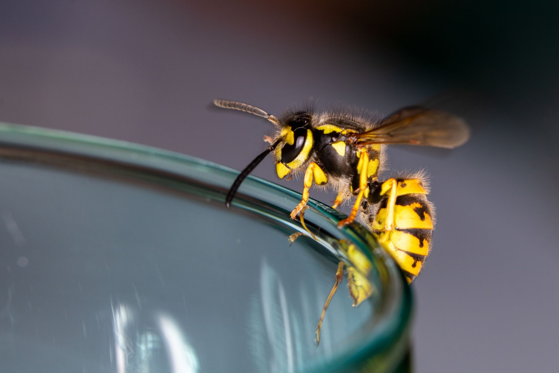 How to keep wasps away and stop them from coming back | Tom's Guide