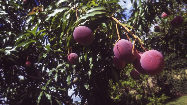 How and when to prune a mango tree - expert tips | Homes and Gardens