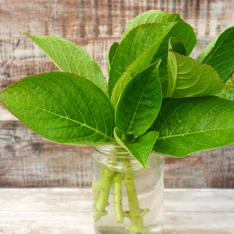 Tips & Information about Hydrangeas | Gardening Know How