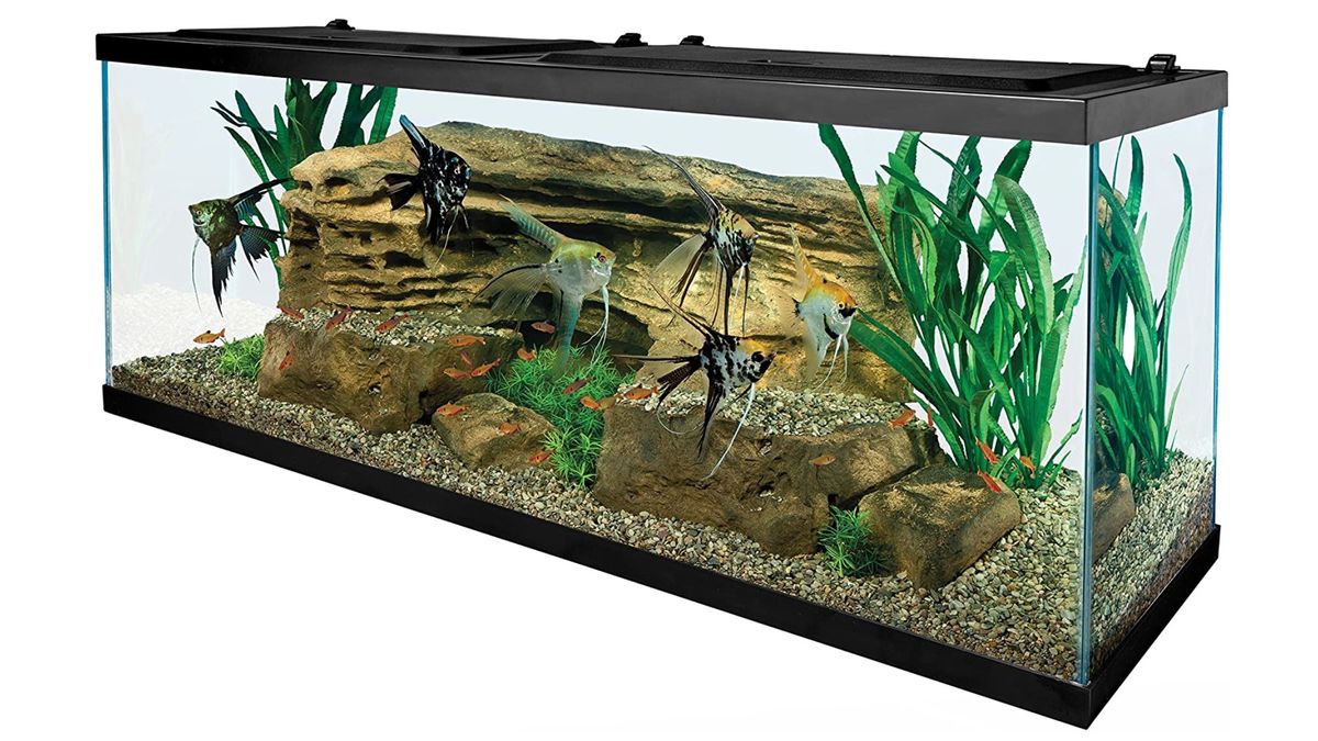 Choose the best fish tank for happy, healthy, aquatic pets | PetsRadar