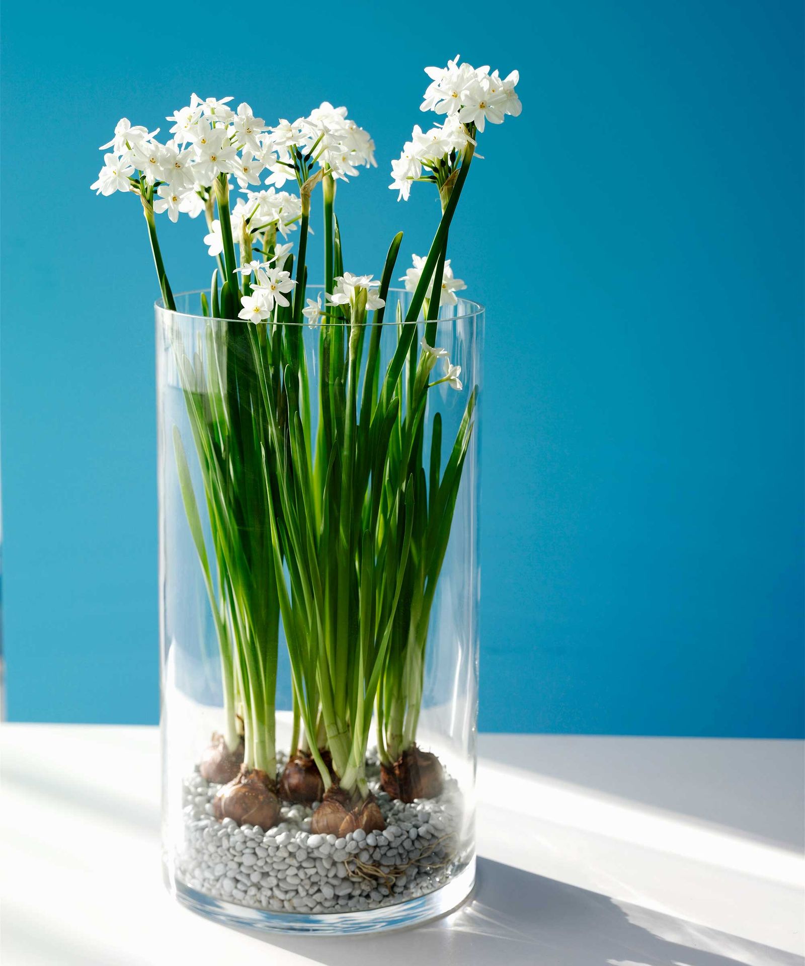 How to force bulbs in water – essential tips | Homes and Gardens