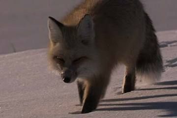 Foxes: Facts & Pictures | Live Science