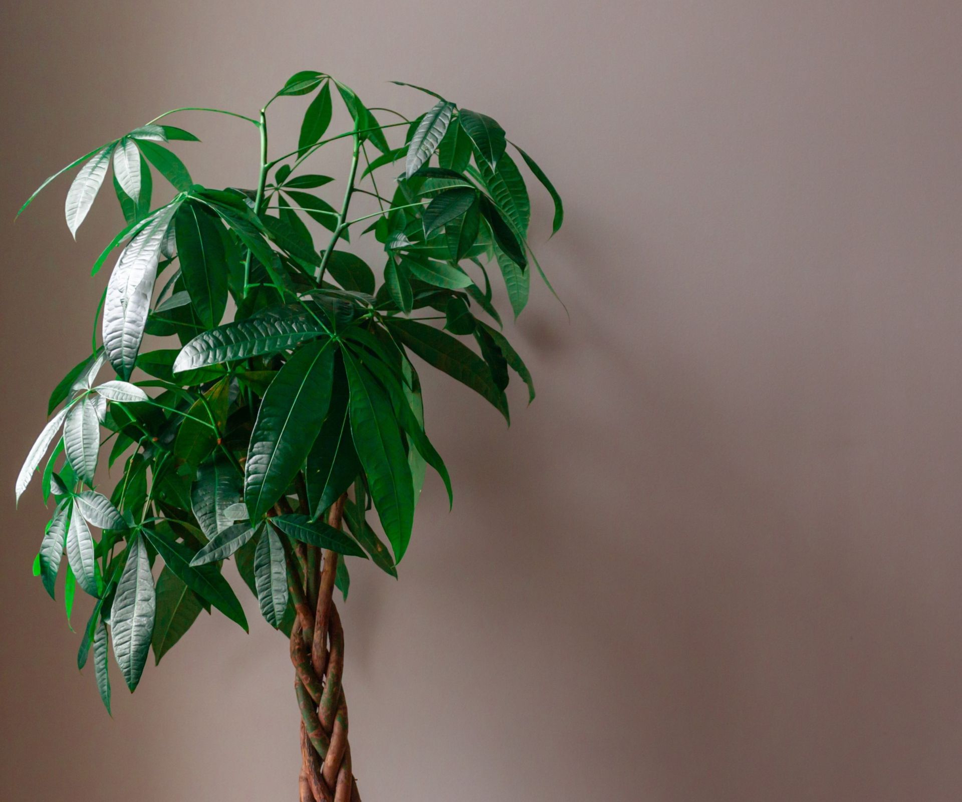 Best low maintenance trees to grow indoors: six varieties | Homes and ...
