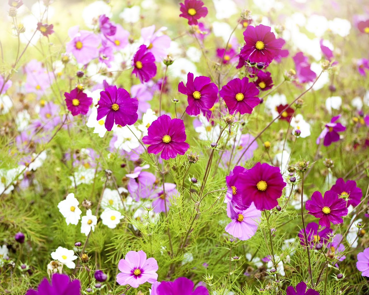 7 Shade-Loving Flowers To Start From Seed In Spring | Gardening Know How