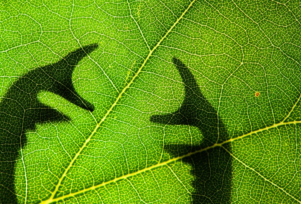 Get up close to creepy crawlies & become Bug Photographer of the Year ...