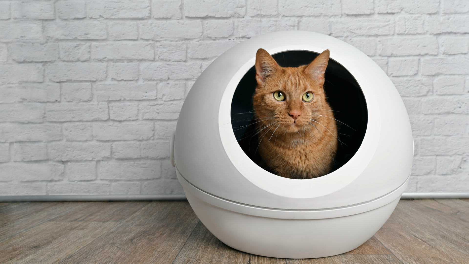 Blood in cat stool: Signs, causes, and treatment | PetsRadar