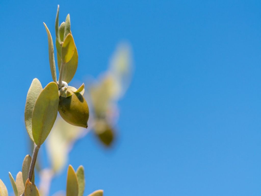 Jojoba Plant Facts - Learn About Jojoba Plant Cultivation And Uses ...