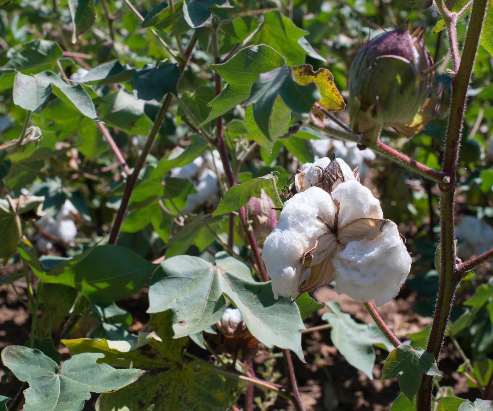 How to grow cotton from seed - from sowing to harvesting | Homes and ...