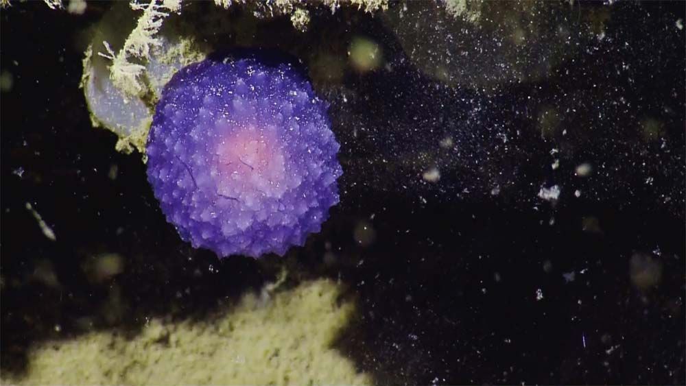 In Photos: Strange Purple Orb Found in Pacific Ocean | Live Science